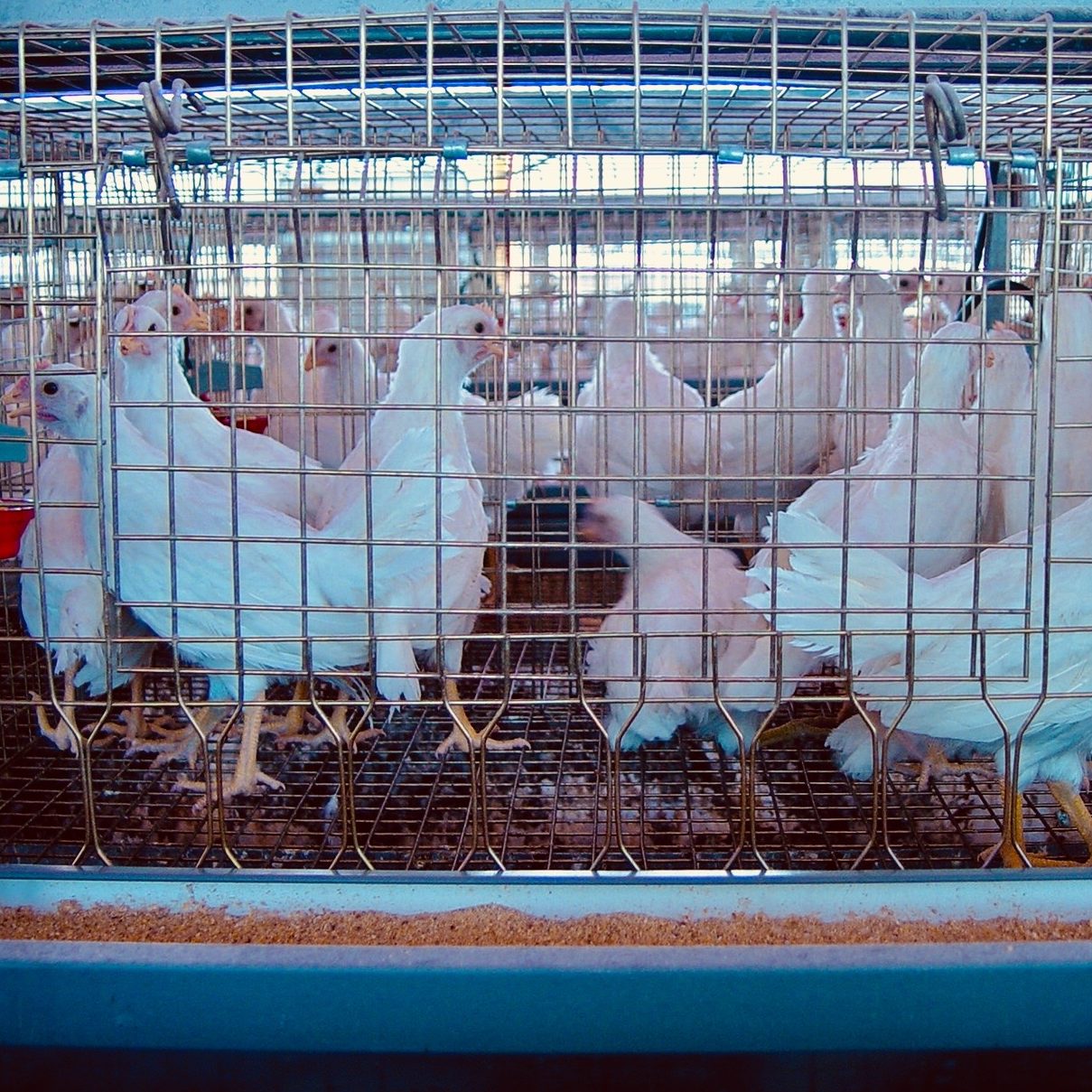 Jaulas avícolas - Avicab